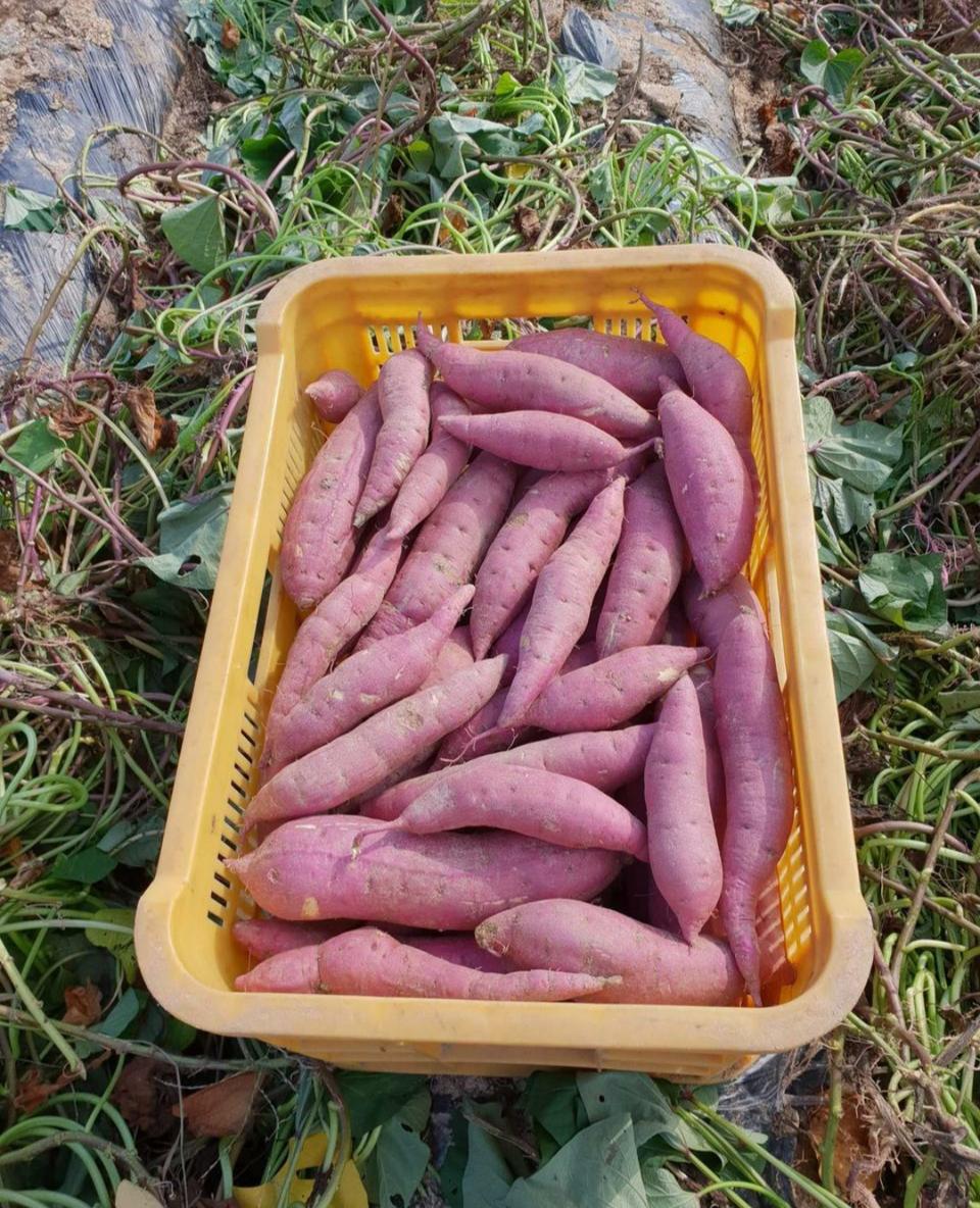 2020년 햇밤고구마 | 헬로마켓