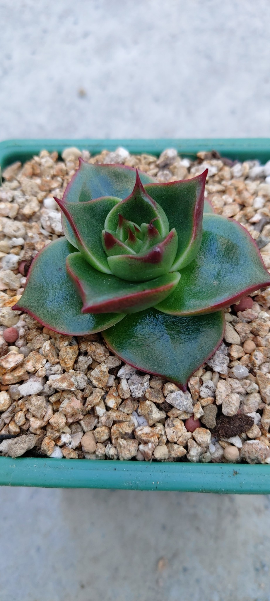 다육식물 환엽스텔라 | 헬로마켓