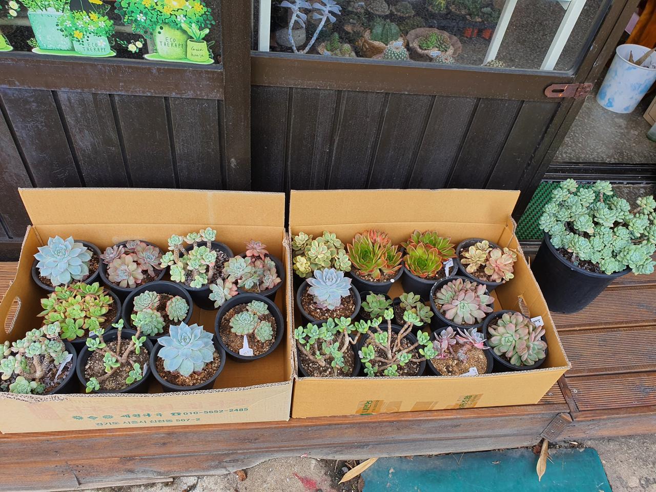 다육이 팔아요 놀러오세용 | 헬로마켓