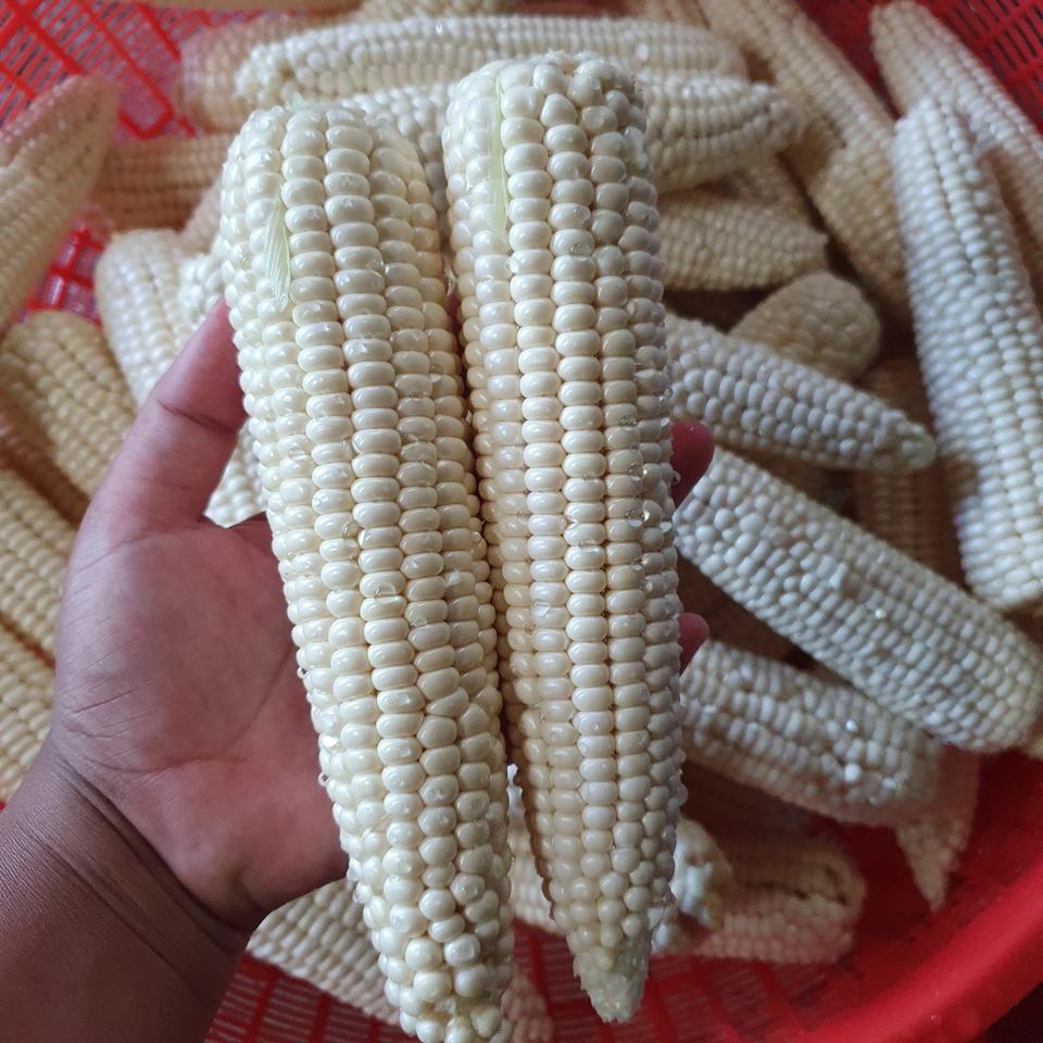 강원도 미백찰옥수수 | 헬로마켓