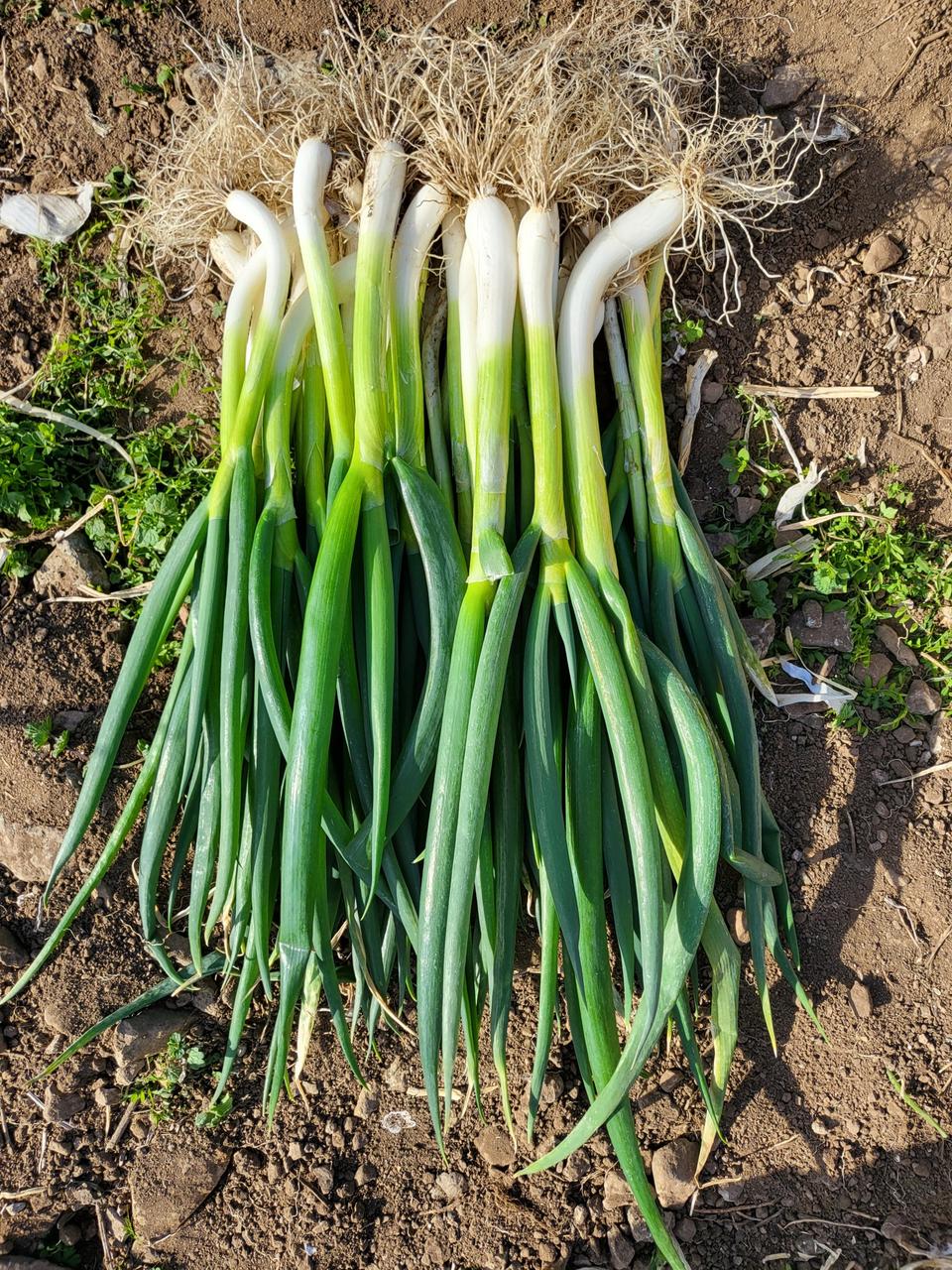 욕지도 대파 4kg 택포가 | 헬로마켓